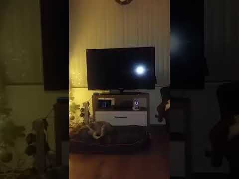 Alexa - Alexa having a tantrum - Northern Ireland Craic